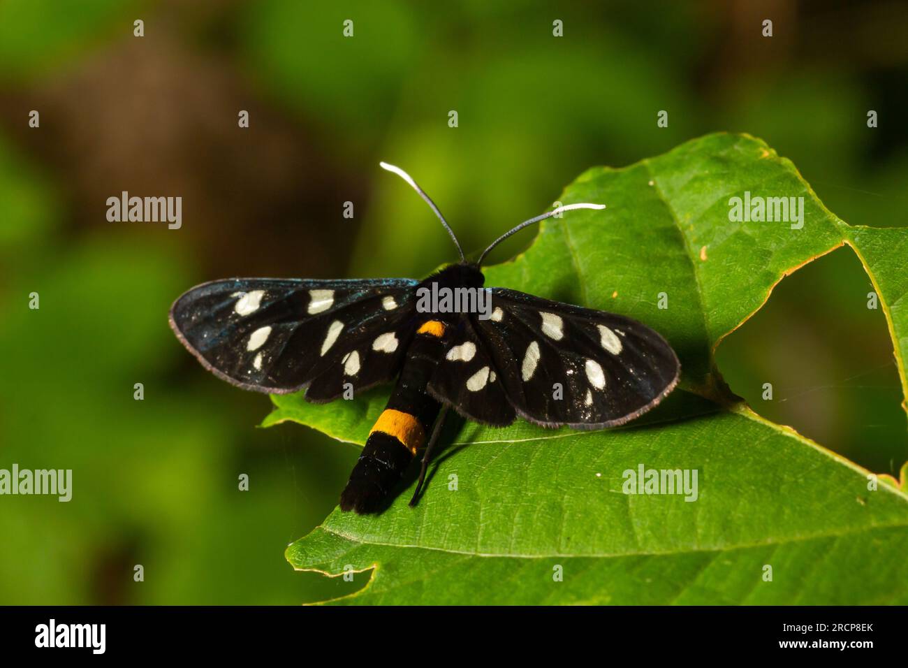Nine-spotted moth or yellow belted burnet, Amata phegea, formerly ...