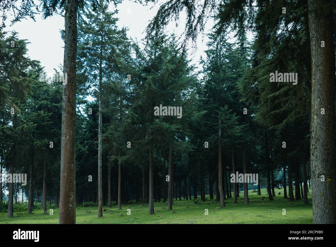 Kinare forest hi-res stock photography and images - Alamy