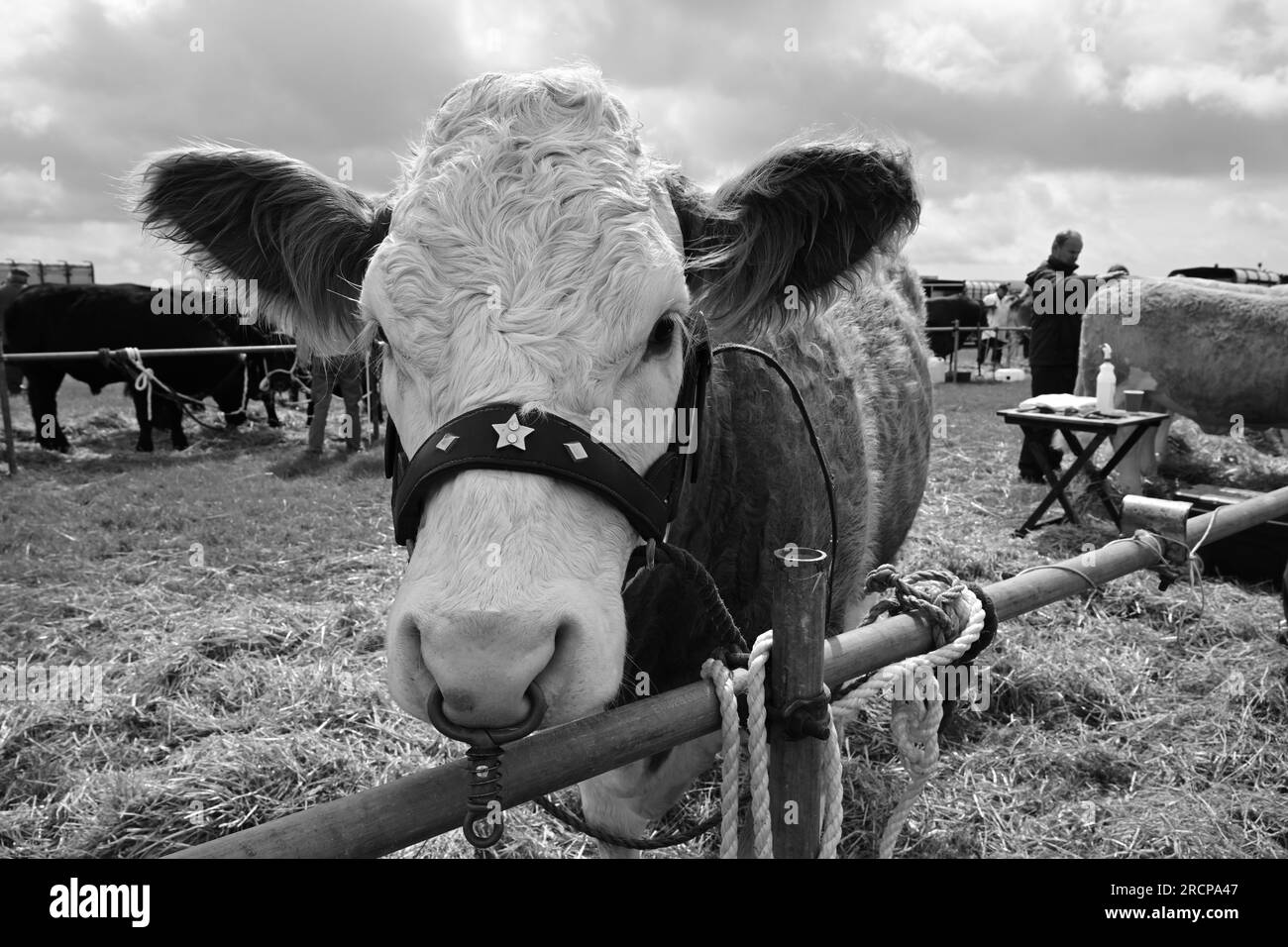 Camborne Show Agricultural show Stock Photo - Alamy