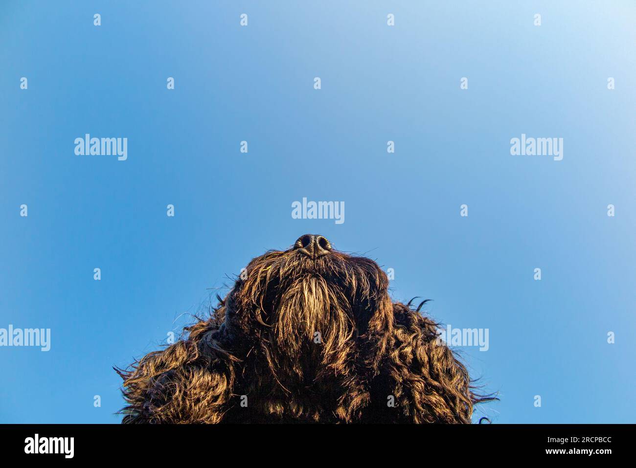 A unusual view of a black cockapoo from underneath Stock Photo - Alamy