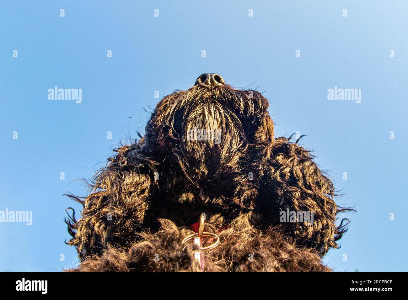 A unusual view of a black cockapoo from underneath Stock Photo - Alamy