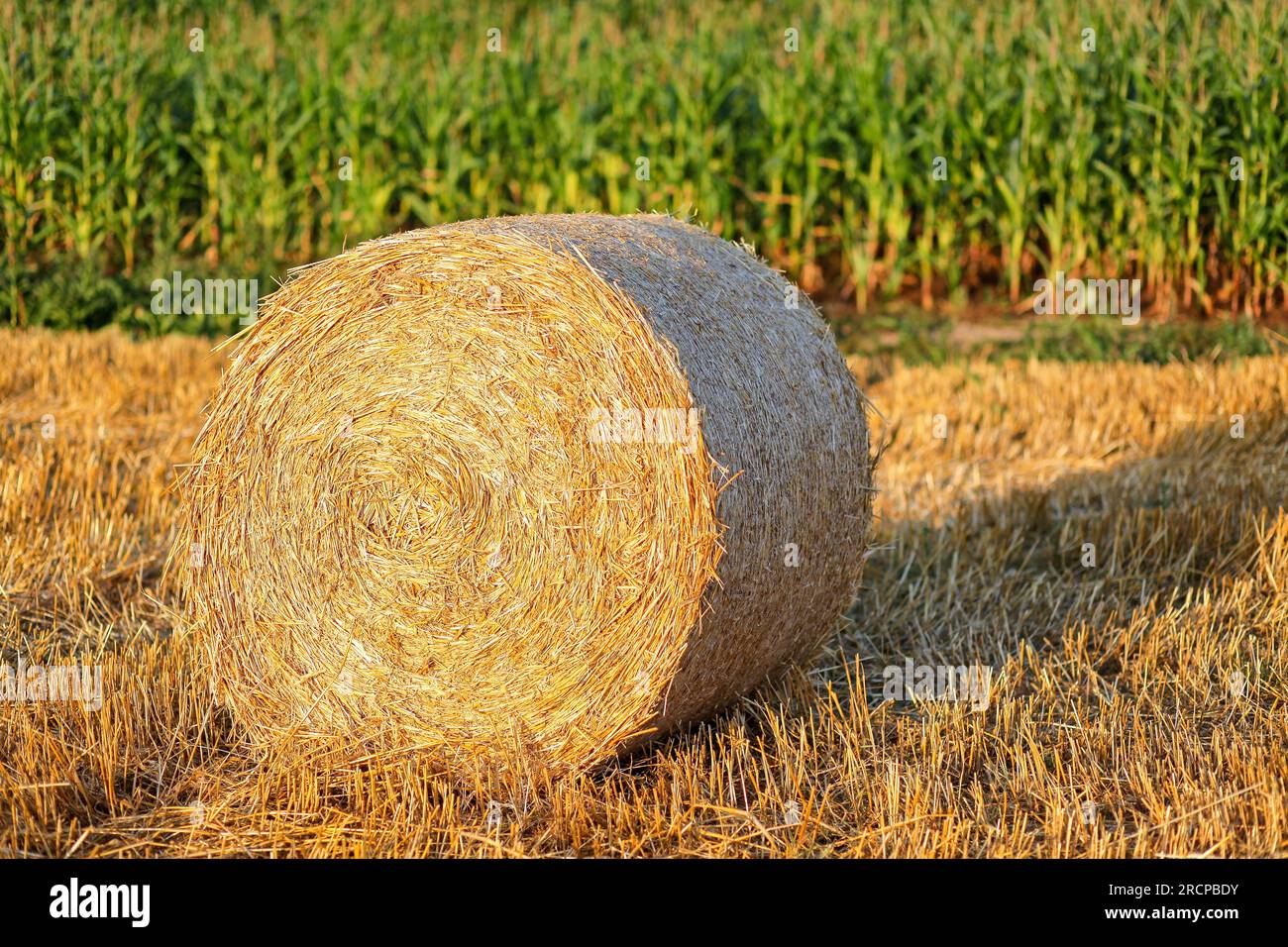 Hay bail harvesting in golden field landscape Stock Photo - Alamy