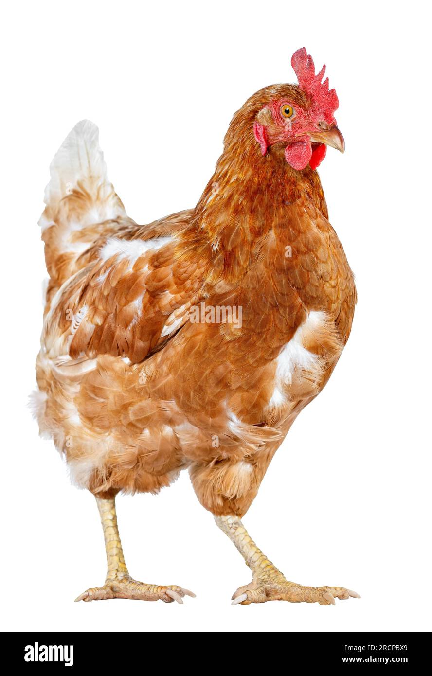 one red hen isolated on white background Stock Photo - Alamy