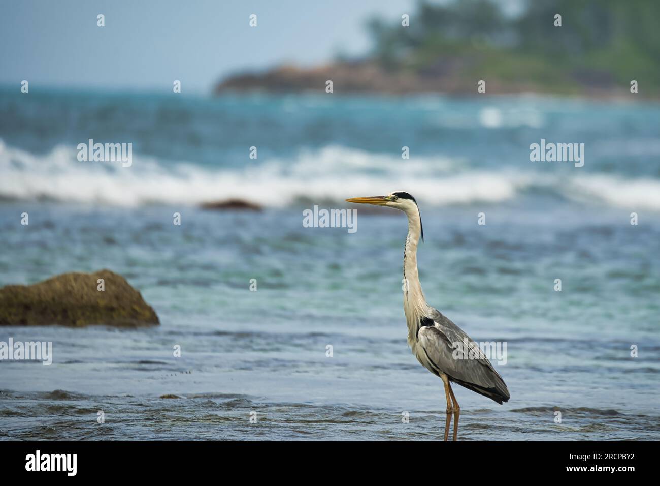 Brown heron bird on the beach in the ocean searching for food, Mahe ...
