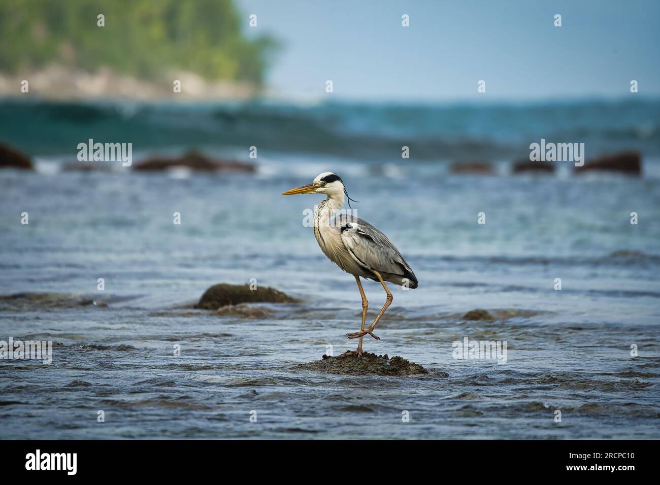 Brown heron bird on the beach in the ocean searching for food, Mahe ...