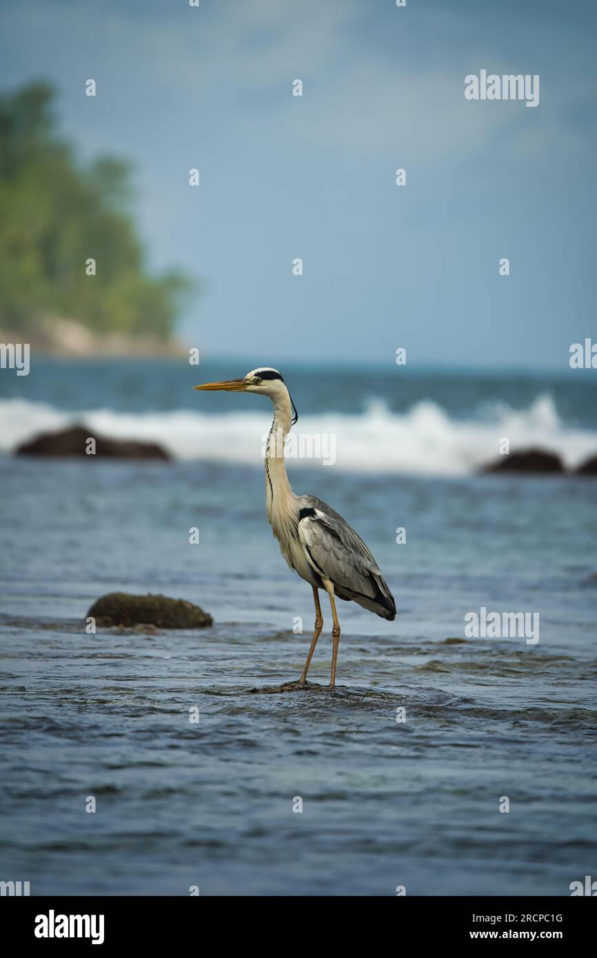 Brown heron bird on the beach in the ocean searching for food, Mahe ...