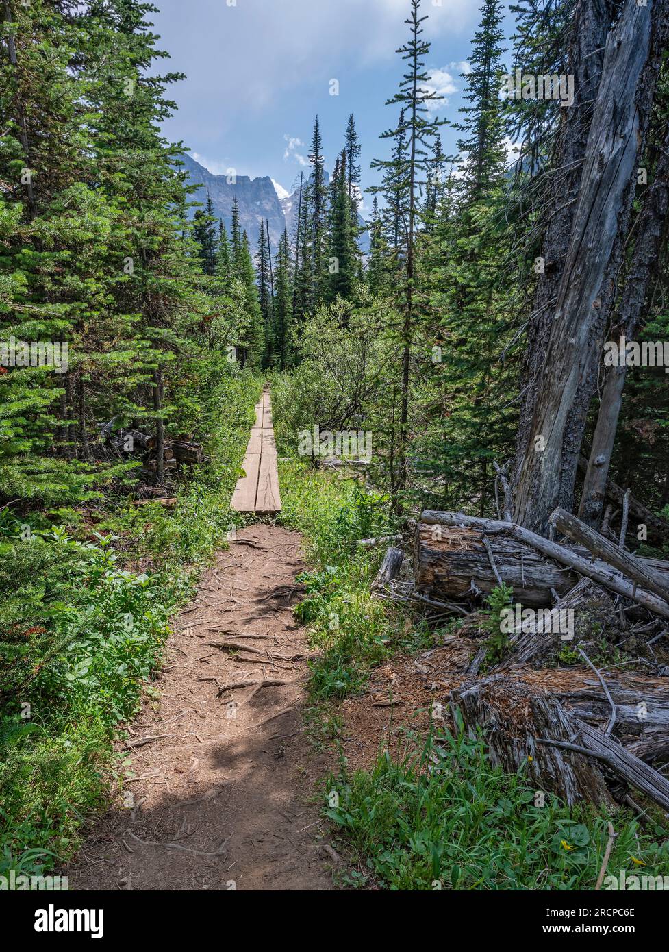 Wooden crossing over a wetland on the Sherbrooke Lake hiking trail in ...
