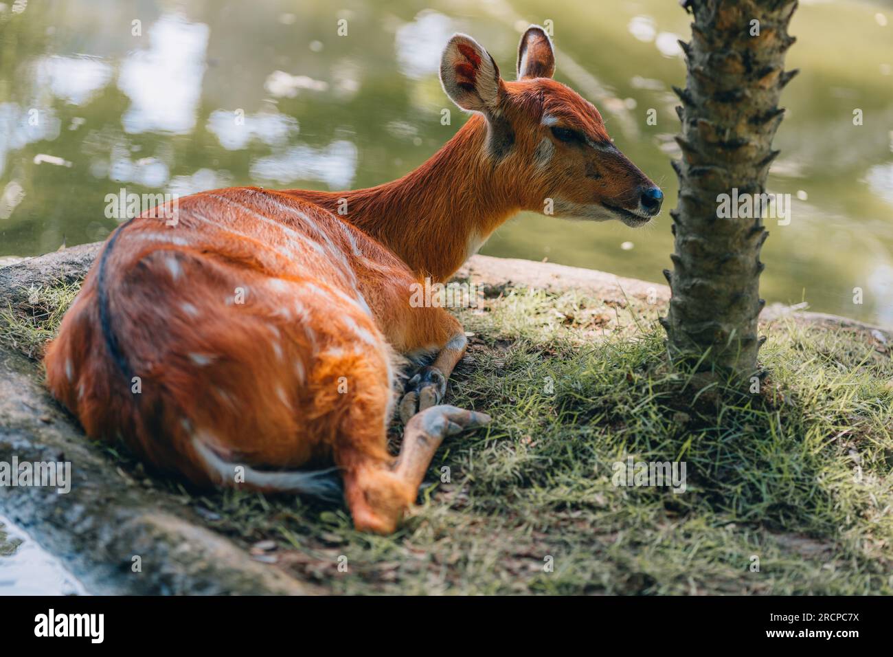 Close up shot of cute orange deer lying down on grass. Deer fawn ...