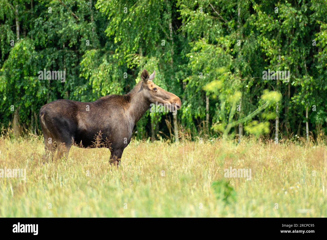 Female moose hi-res stock photography and images - Alamy