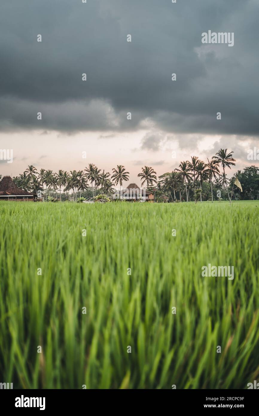 Beautiful landscape view of rural rice plantation. Farming barn in ...
