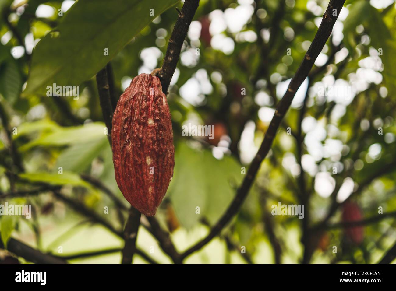 Close up shot of hanging cocoa ripe beans. Rainforest cacao tree and ...