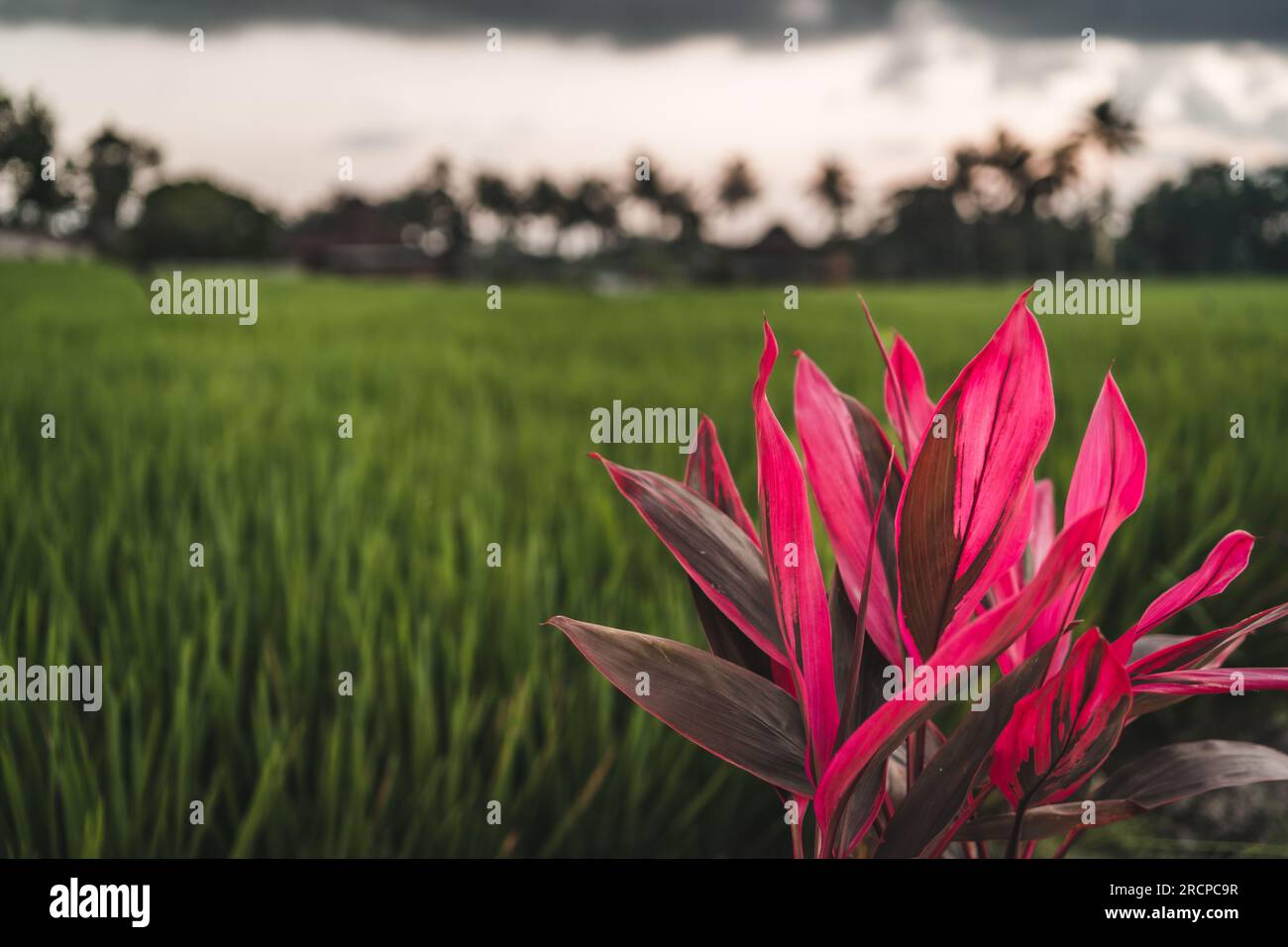 Beautiful landscape view of rural rice plantation. Farming barn in ...