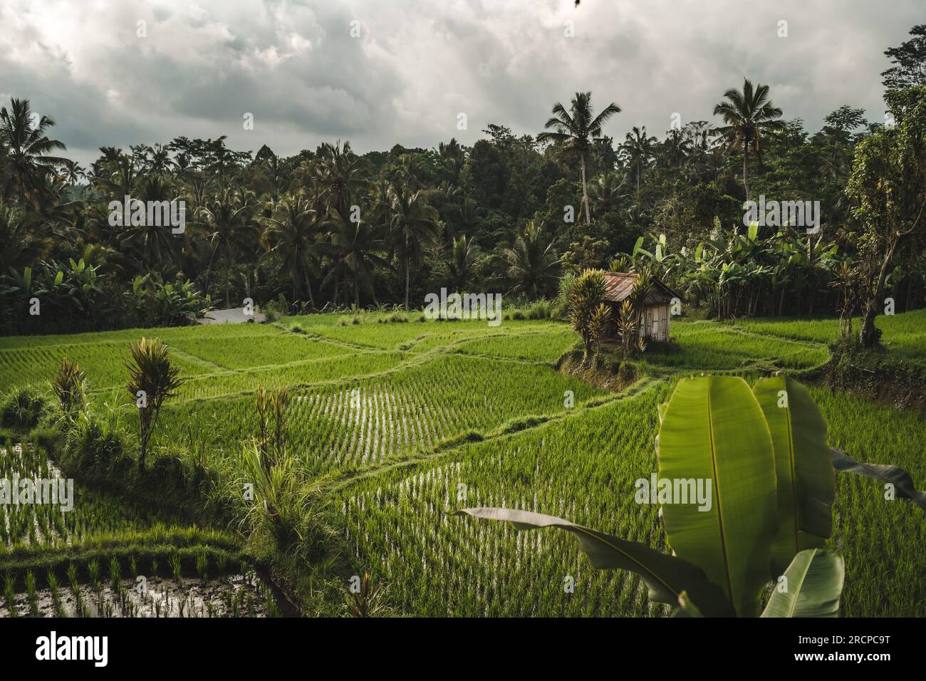 Landscape view of rice plantation near the palms jungle. Balinese ...