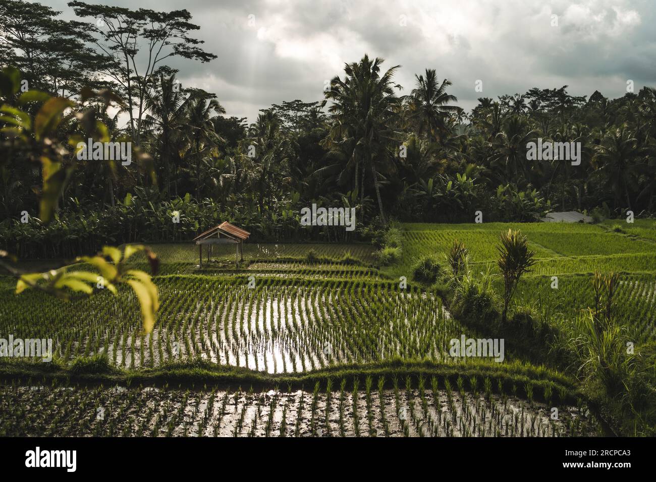 Landscape view of rice plantation near the palms jungle. Balinese ...
