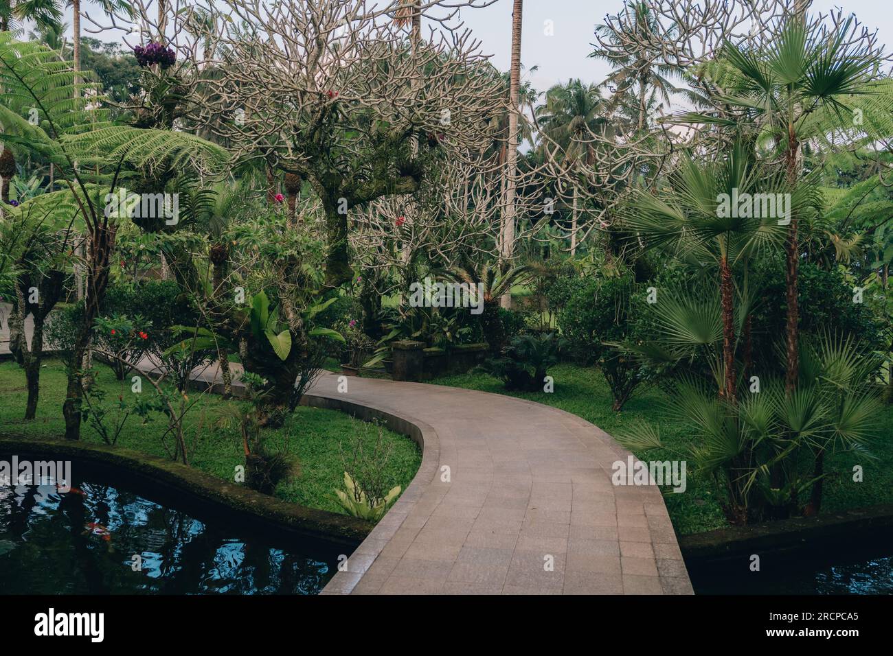 Footpath in beautiful evergreen jungle. Trekking route in tropical ...