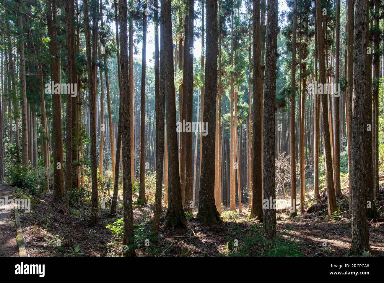 Image filling view of thick forest along footpath or Kumano Kodo ...