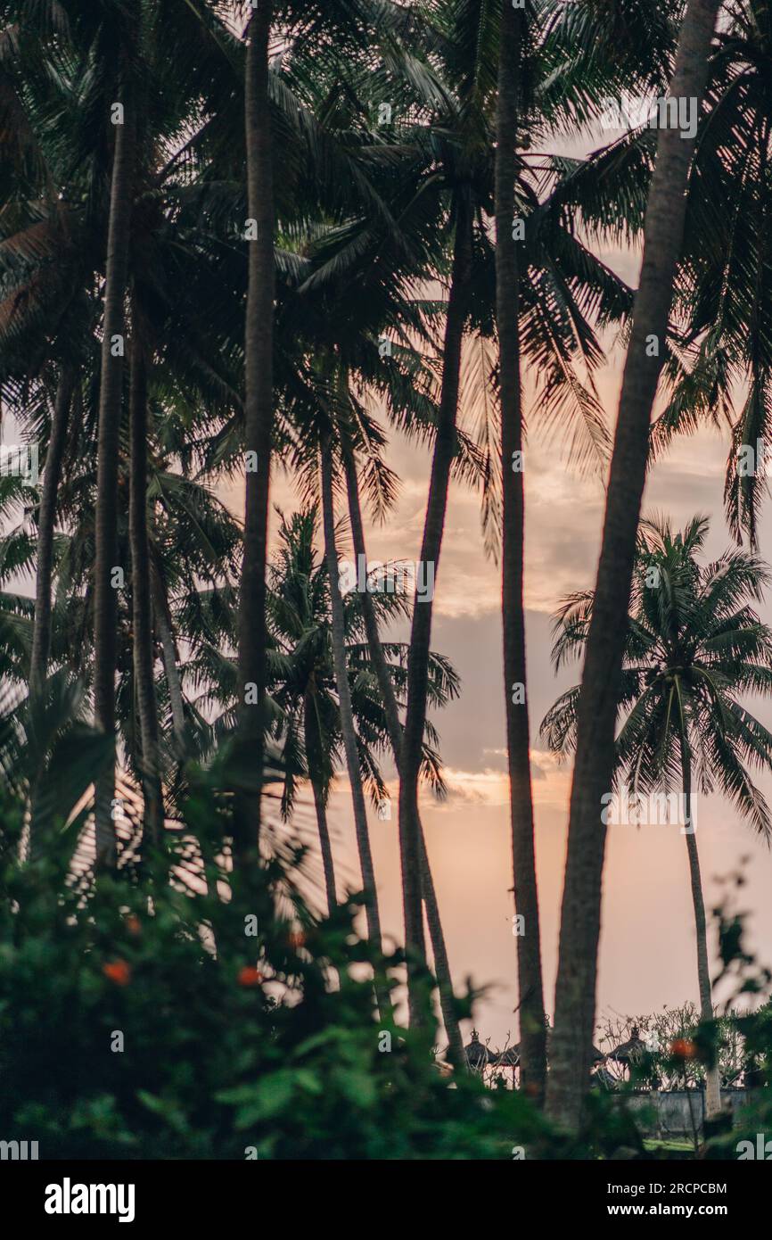 Beautiful photo of high jungle palms with sunset sky background ...