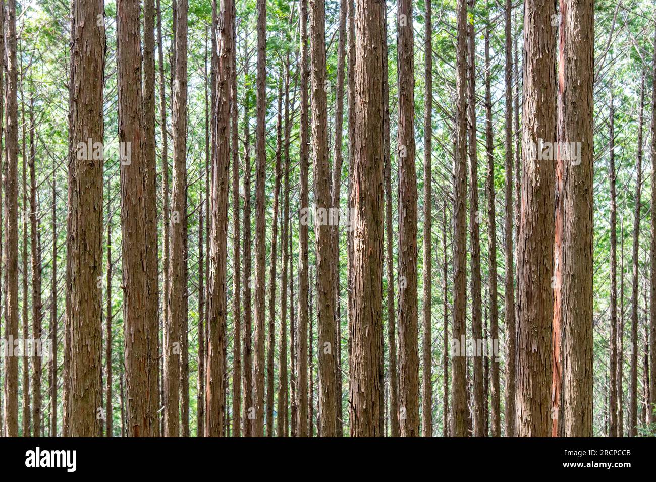 Long thin trees hi-res stock photography and images - Alamy