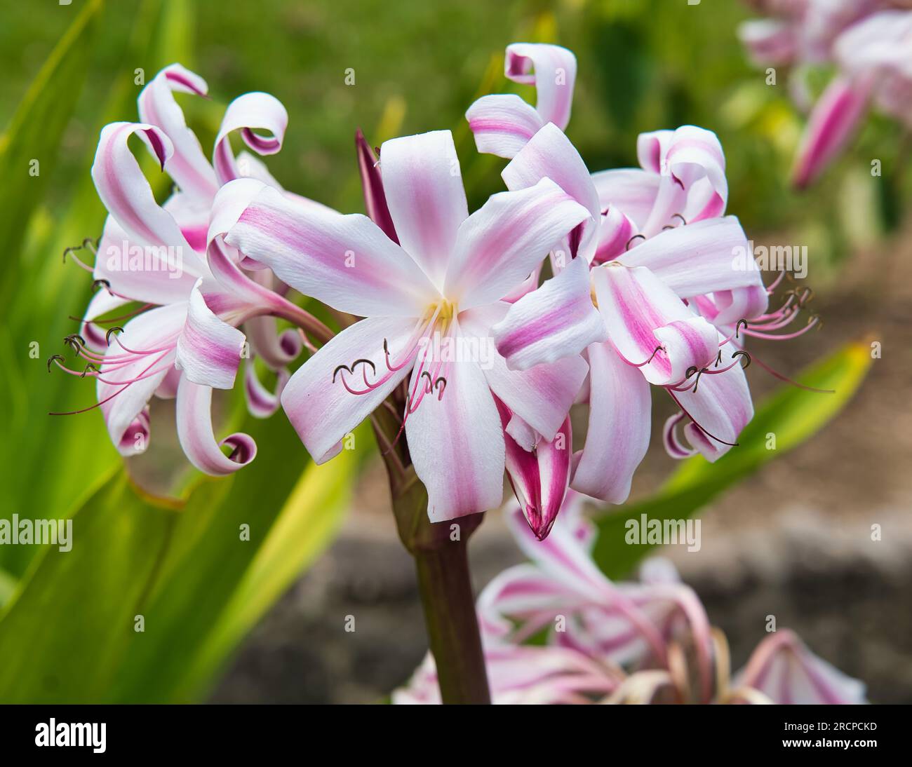 common vlei-lily flower blooming, Mahe Seychelles Stock Photo - Alamy