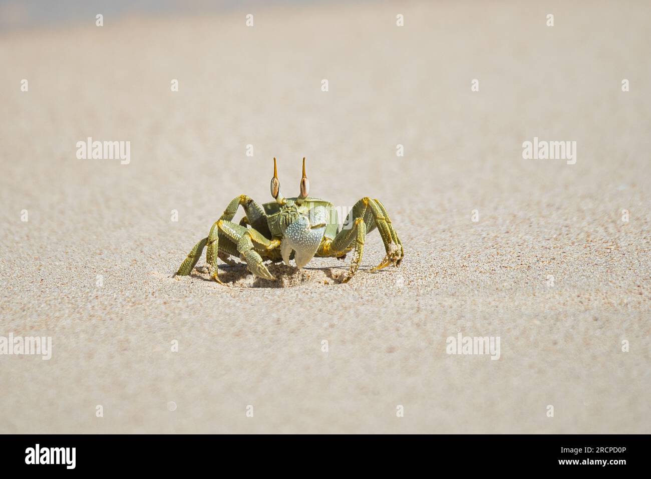 Ghost crab on the white sandy beach, Mahe Seychelles Stock Photo - Alamy