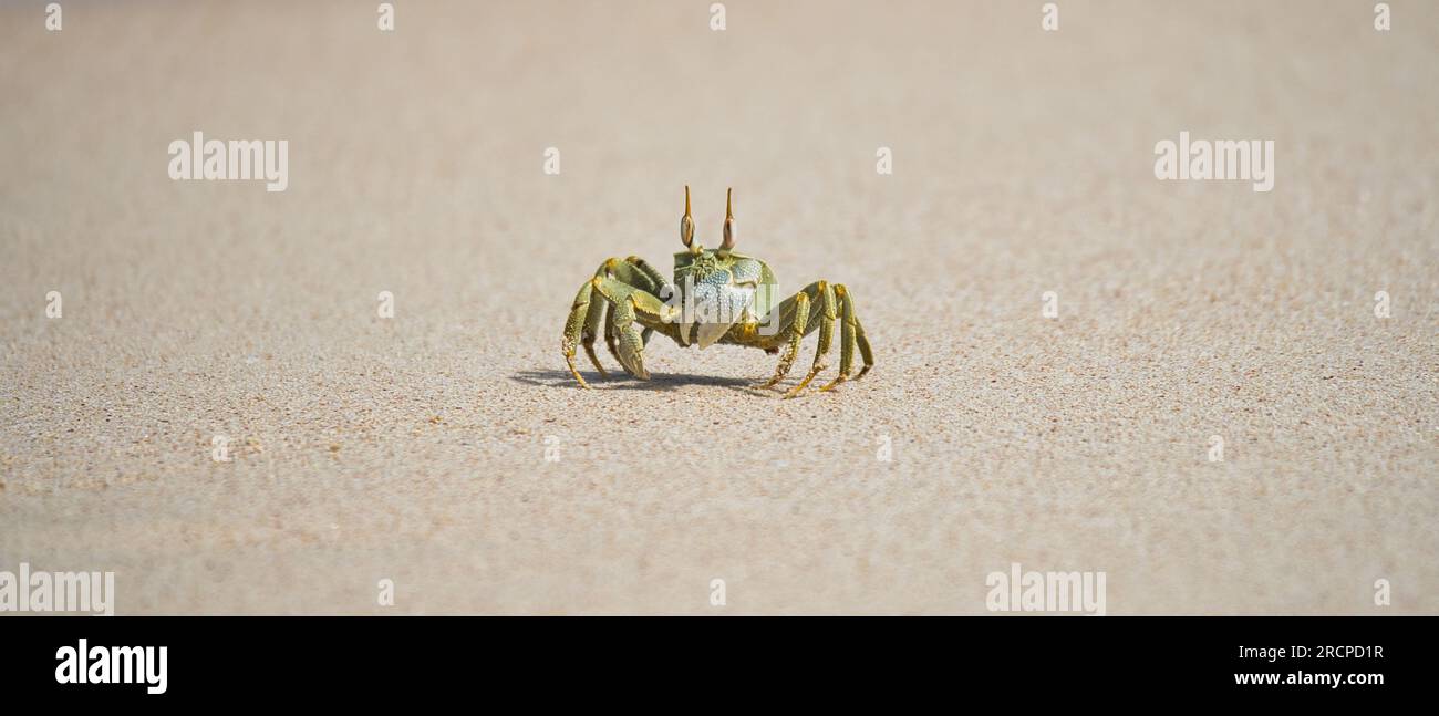 Ghost crab on the white sandy beach, Mahe Seychelles Stock Photo - Alamy