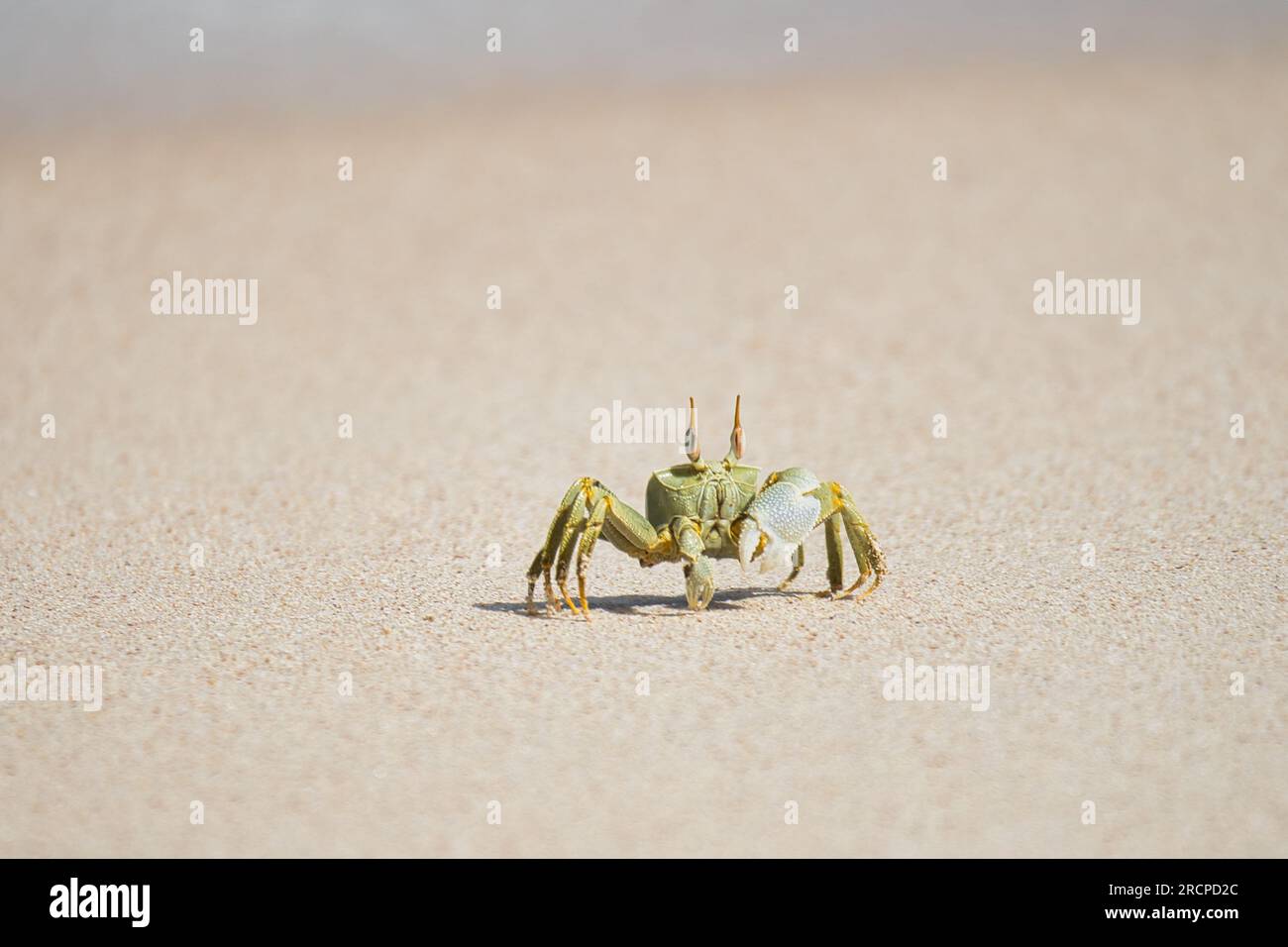 Ghost crab on the white sandy beach, Mahe Seychelles Stock Photo - Alamy