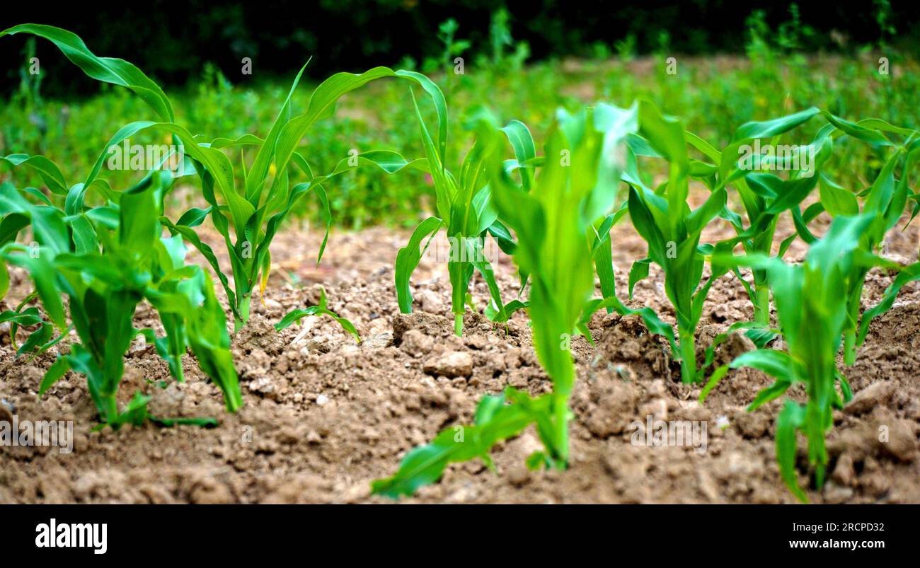 Young green corn growing on the field. Young Corn Plants Stock Photo ...