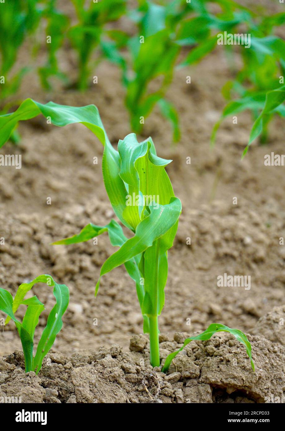 Young green corn growing on the field. Young Corn Plants Stock Photo ...