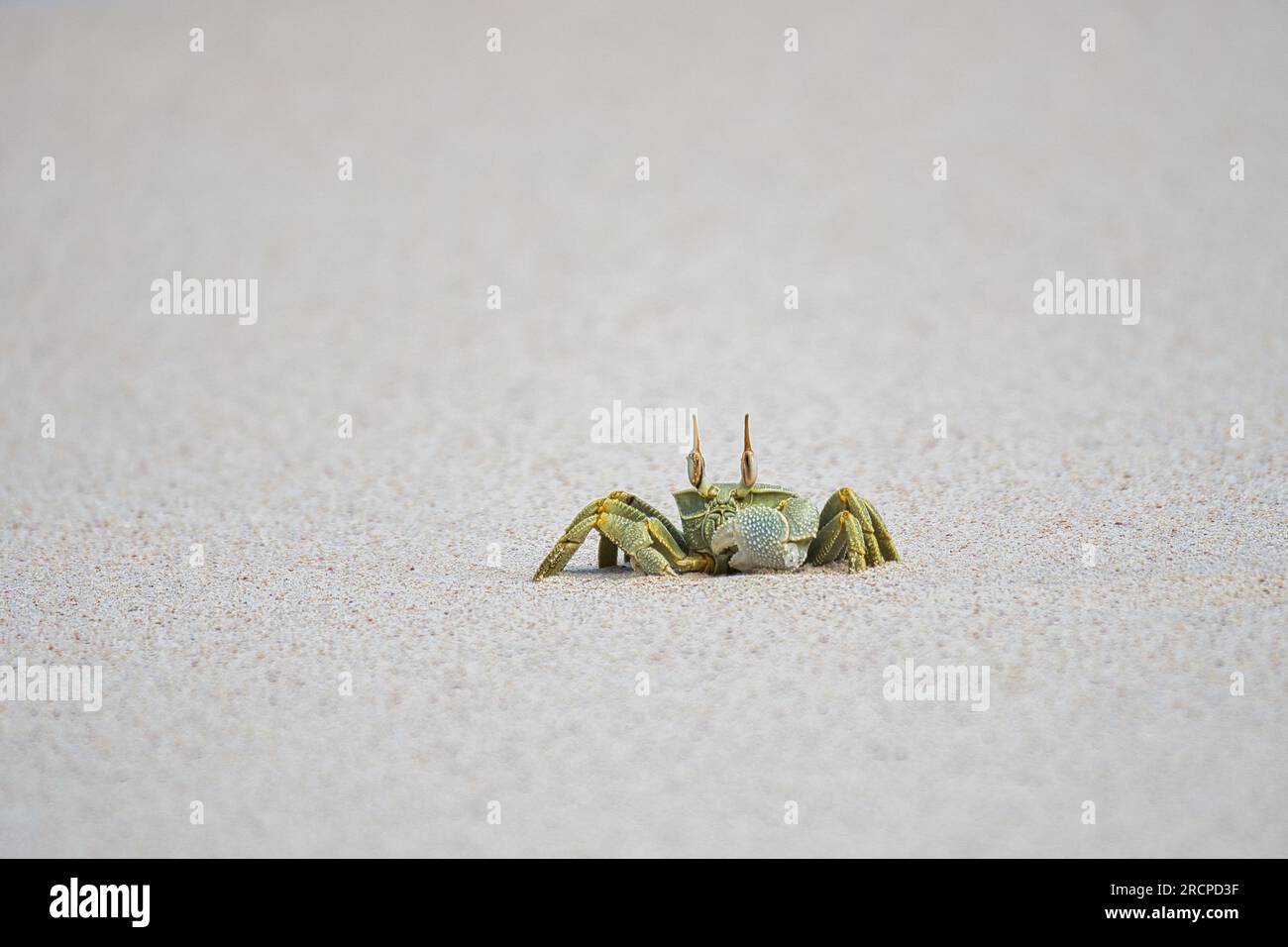 Ghost crab on the white sandy beach, Mahe Seychelles Stock Photo - Alamy