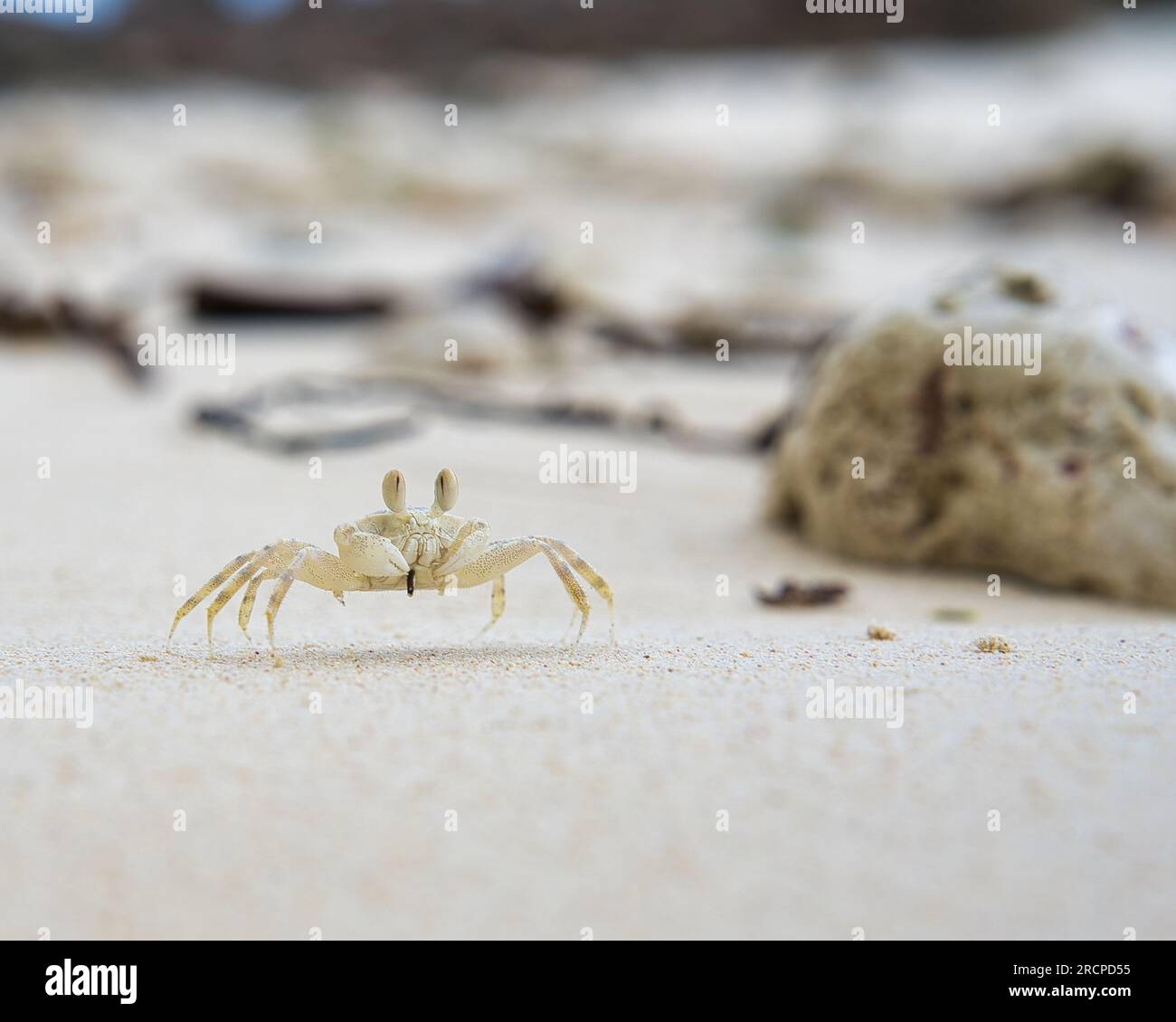 Ghost crab tracks hi-res stock photography and images - Alamy