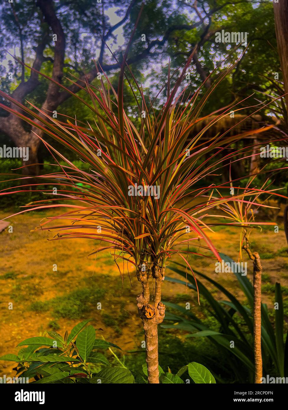 Dracaena plant in garden hi-res stock photography and images - Alamy
