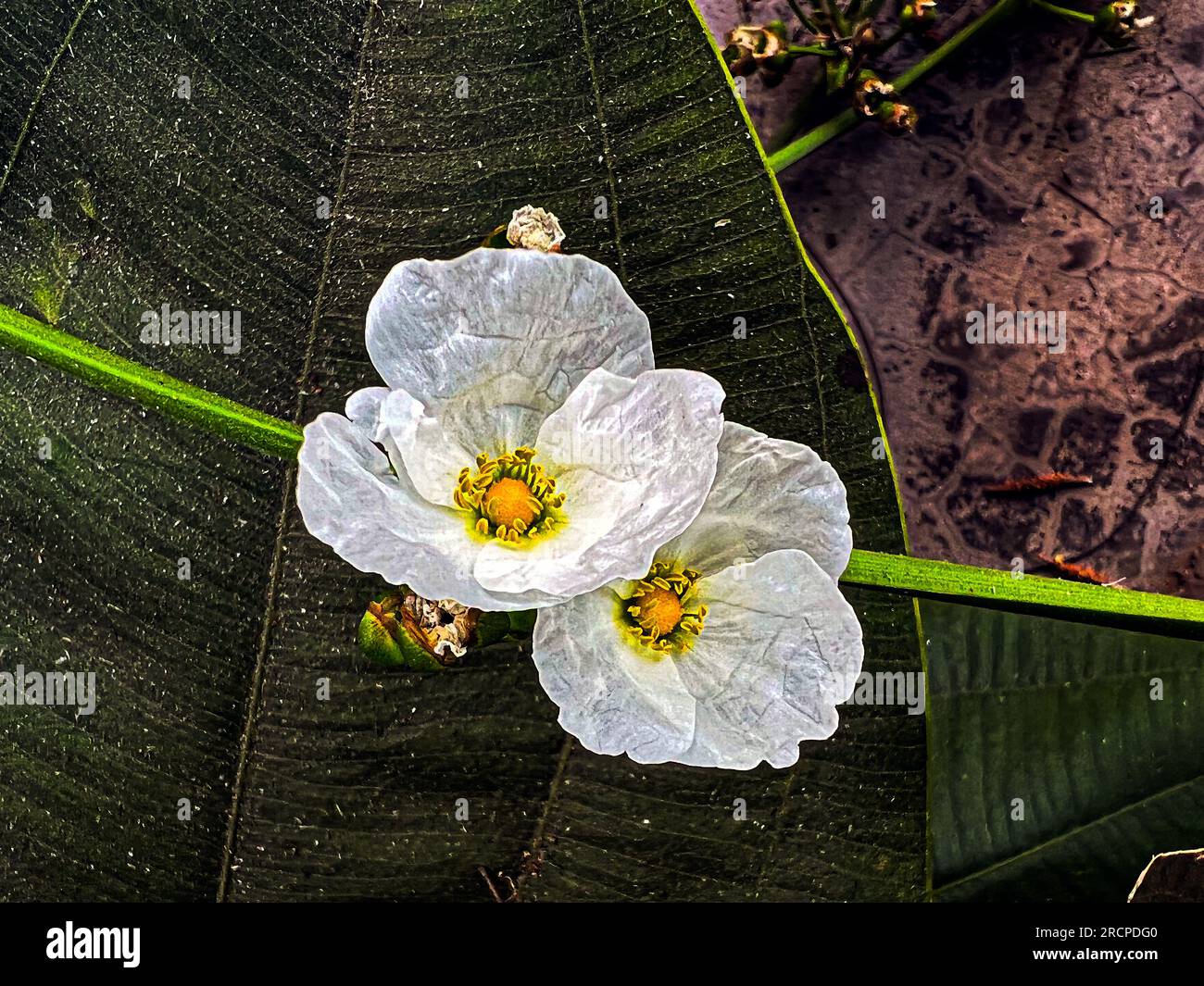 Mexican Sword flower in garden Stock Photo - Alamy