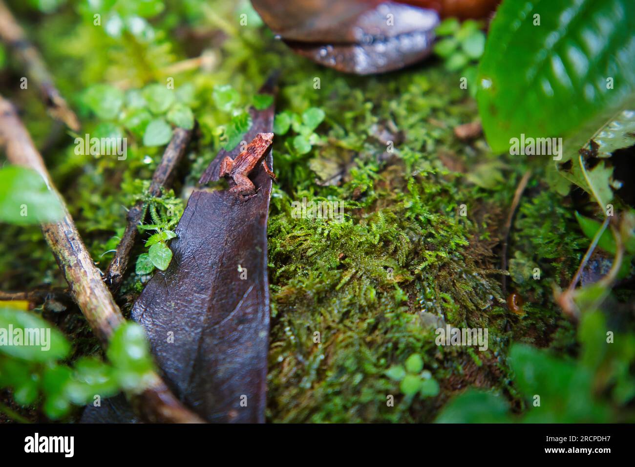 Rainforest life cycle hi-res stock photography and images - Alamy