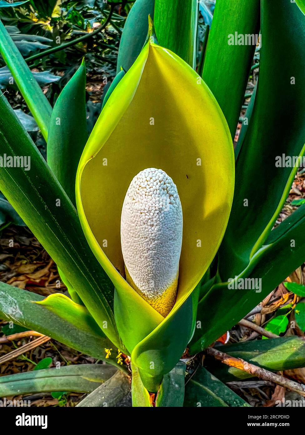 Monstera deliciosa flower blooming in the garden Stock Photo - Alamy