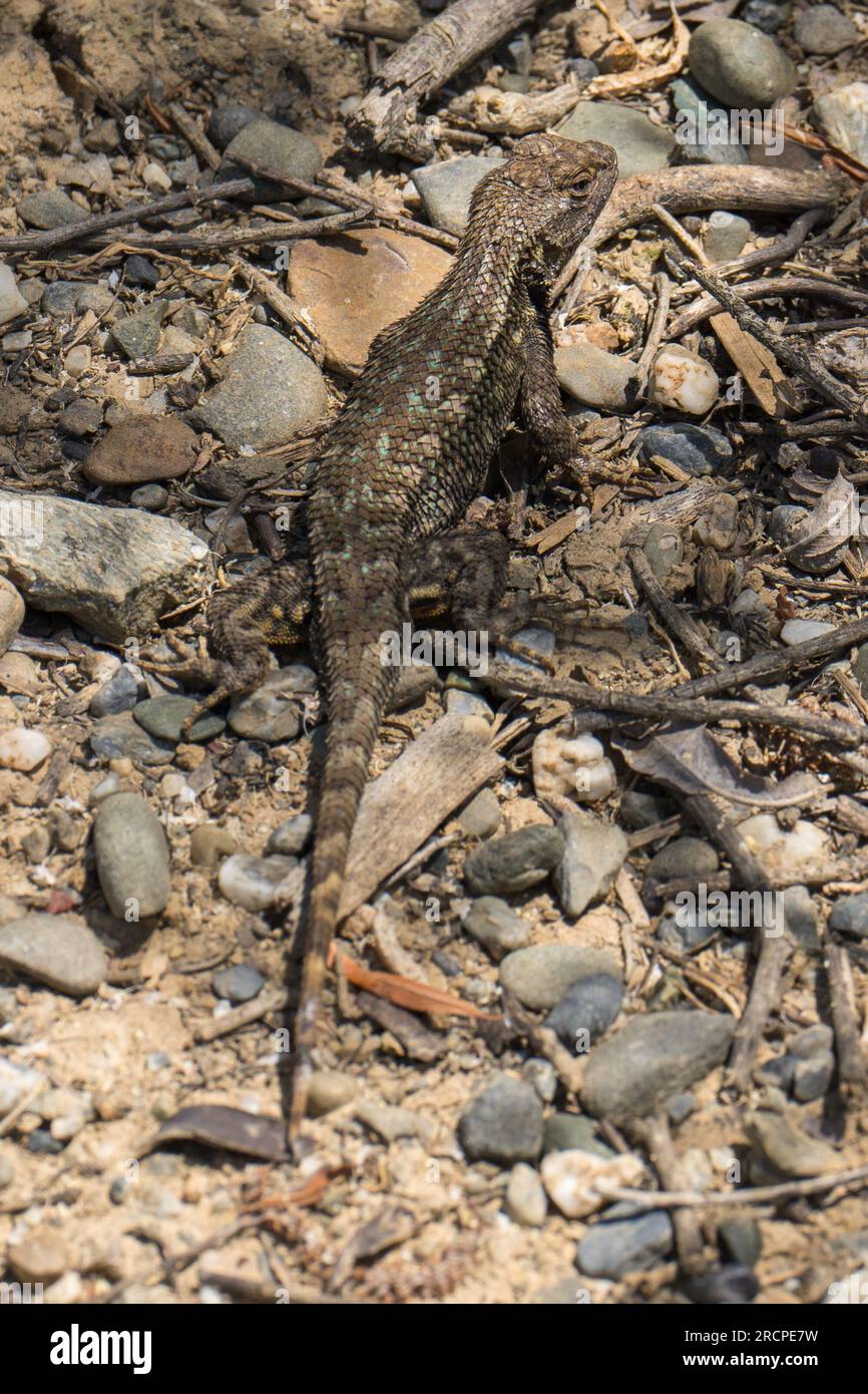Western Fence Lizard. Sacramento River National Wildlife Refuge ...