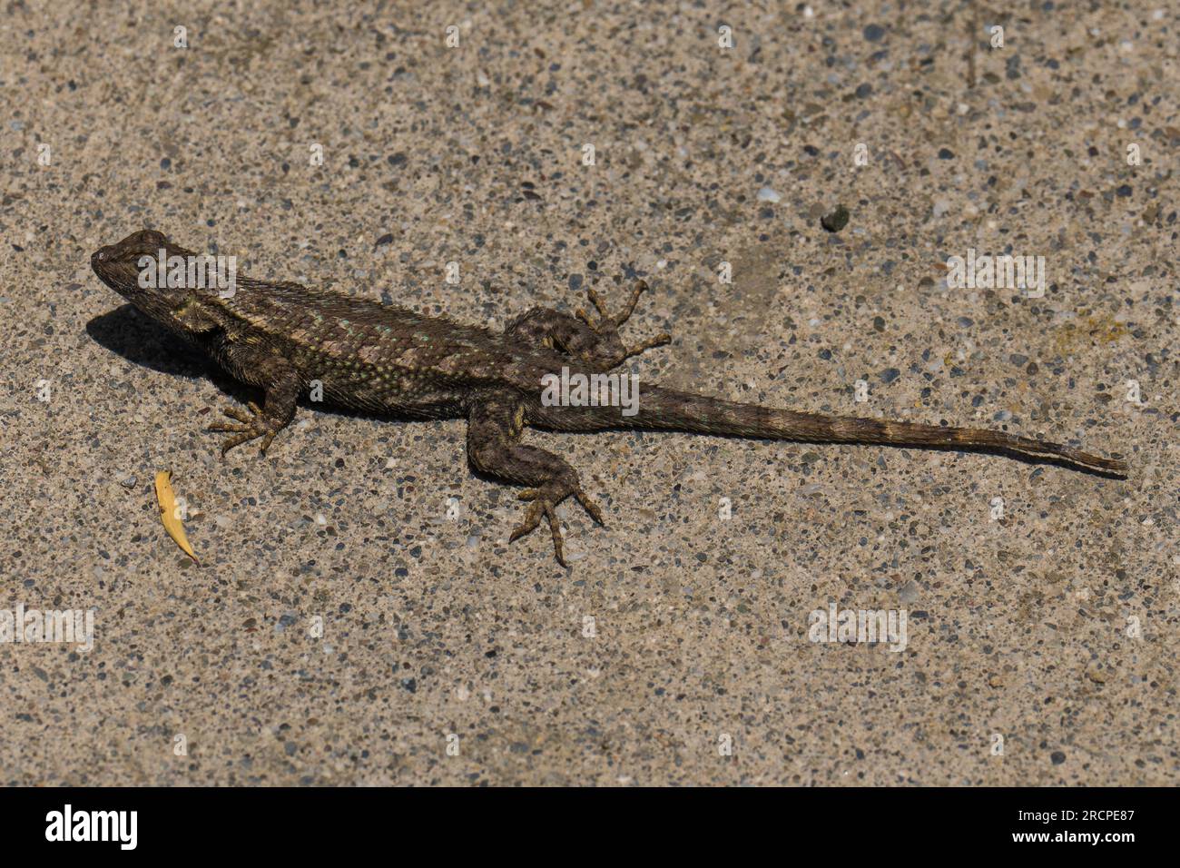 Western Fence Lizard. Sacramento River National Wildlife Refuge