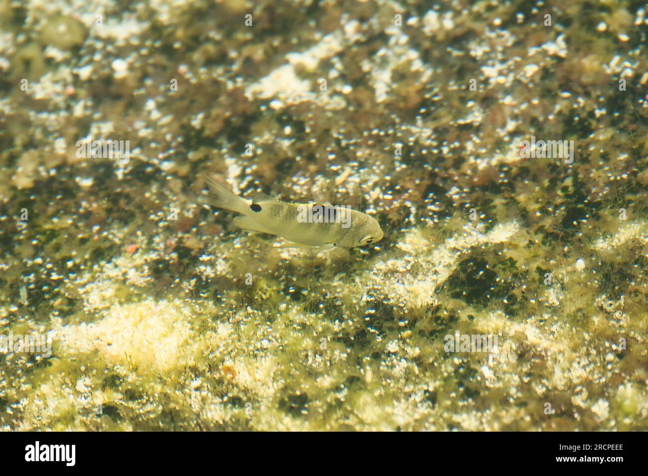 Small fish near the beach on granite rock feeding on seaweed, Mahe ...