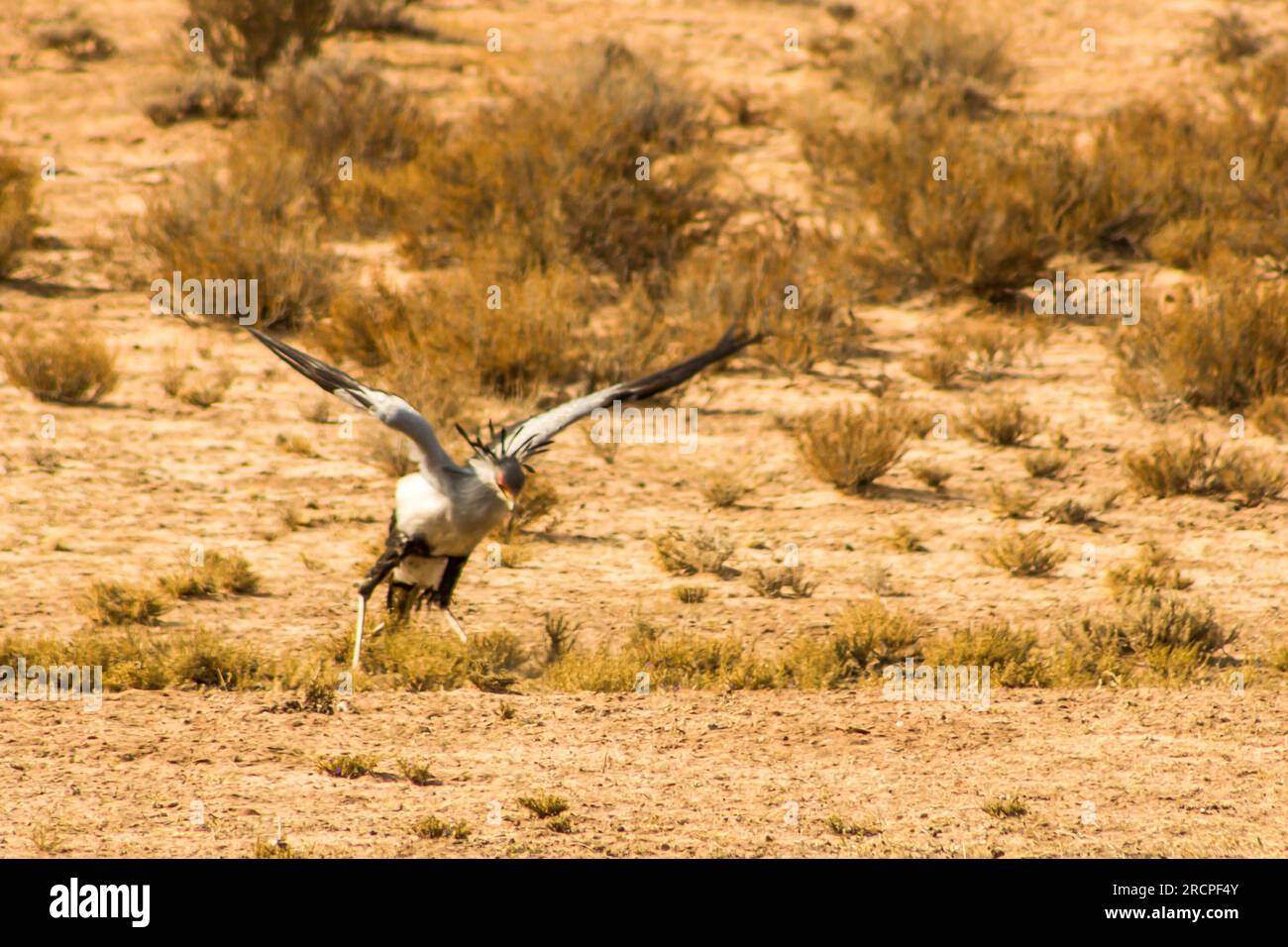 A Secretary bird, Sagittarius Serpentarius, busy hunting in the dry ...