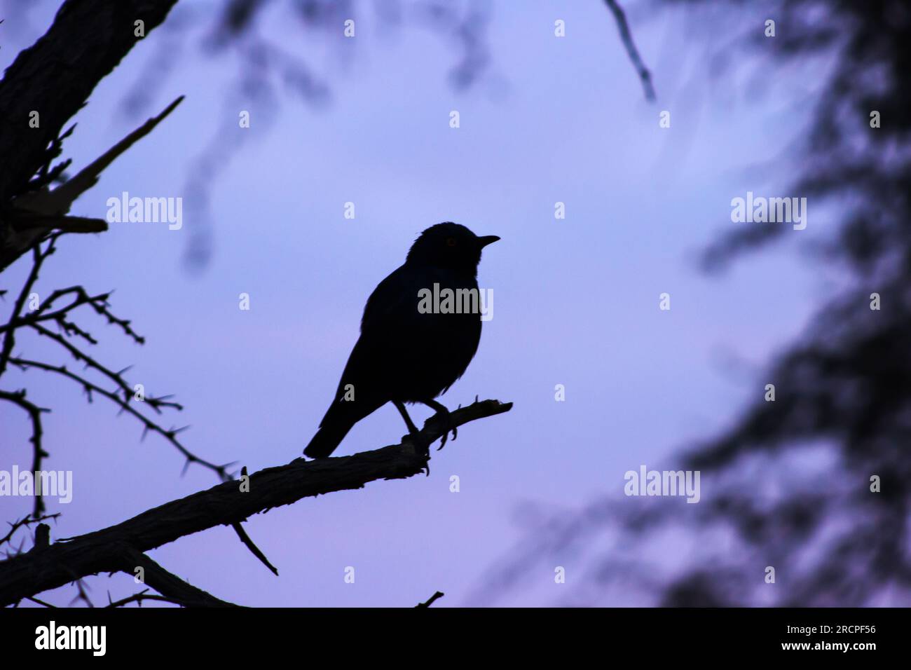 The silhouette of a songbird against a pale blue sky Stock Photo - Alamy