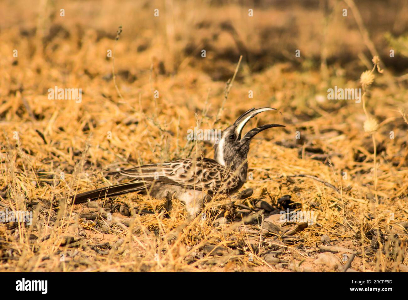 An African Grey Hornbill, throwing an insect it has just caught into ...