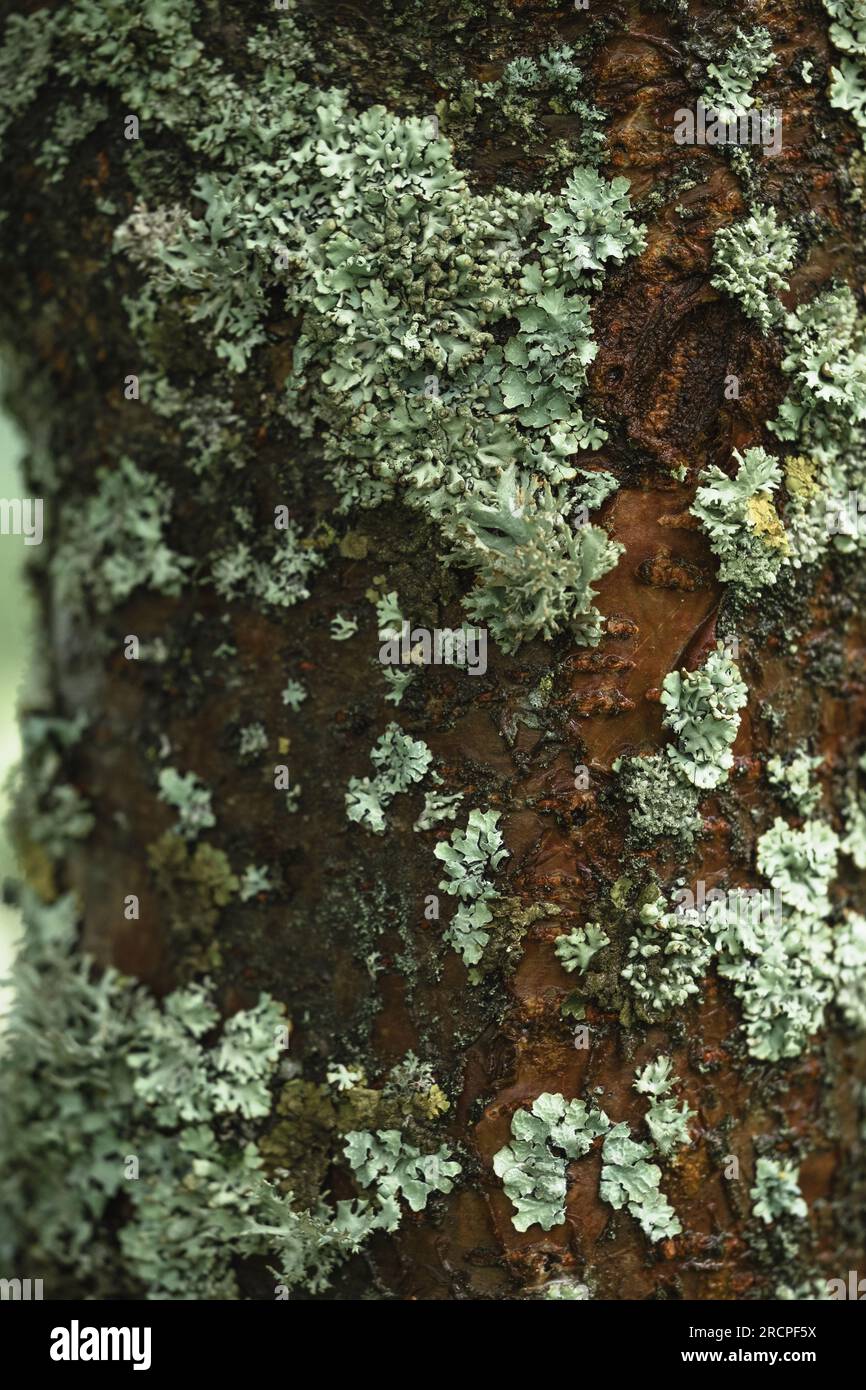 Forest background. Textured bark of old adult tree in garden, covered ... Forest background. Textured bark of old adult tree in garden, covered ...