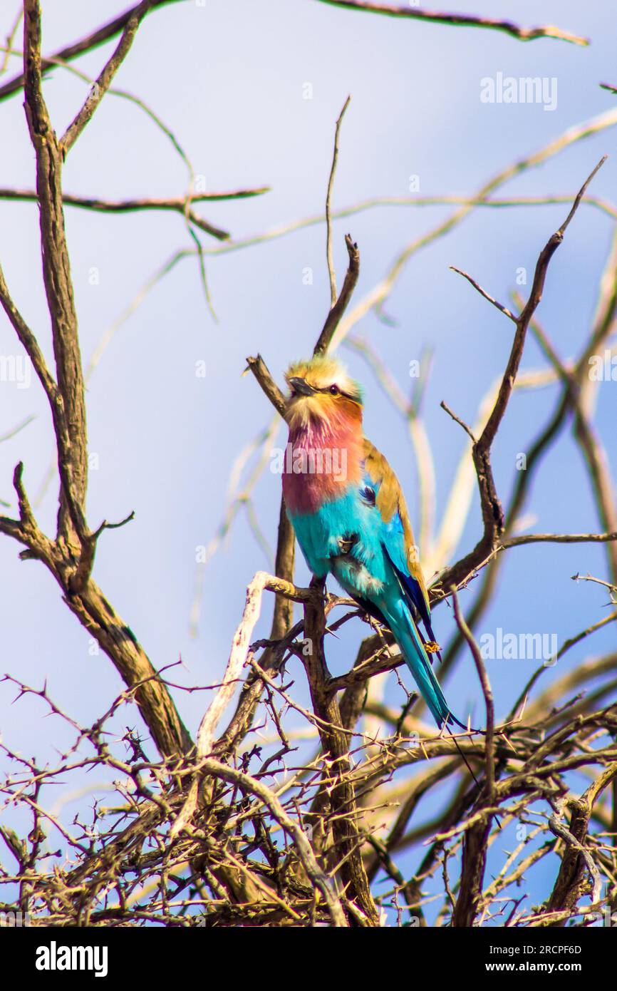 A beautiful Lilac-breasted Roller, Coracias caudatus, perched in a dead ...