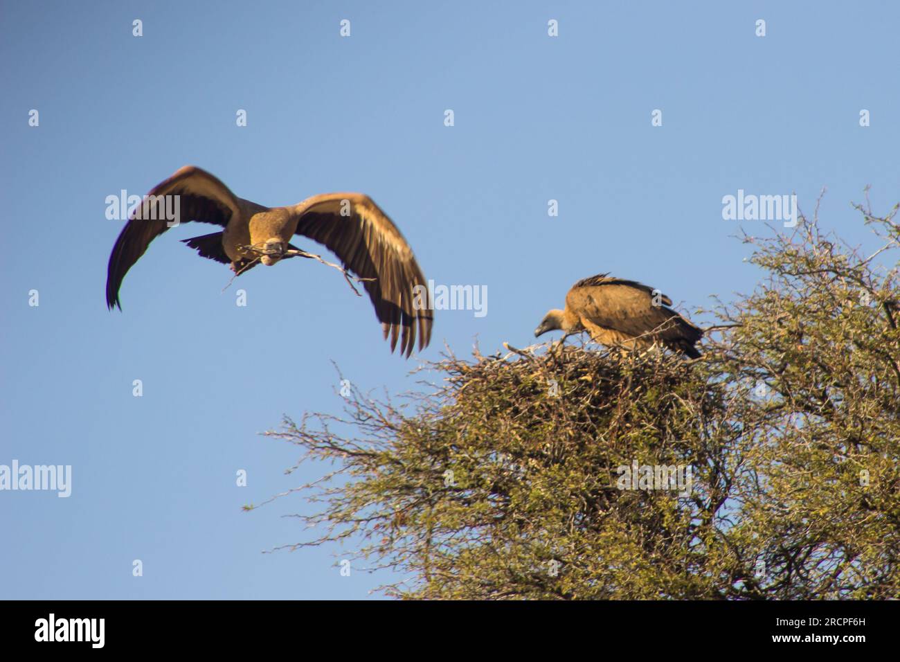 Nesting Vultures in the Kalahari Stock Photo - Alamy