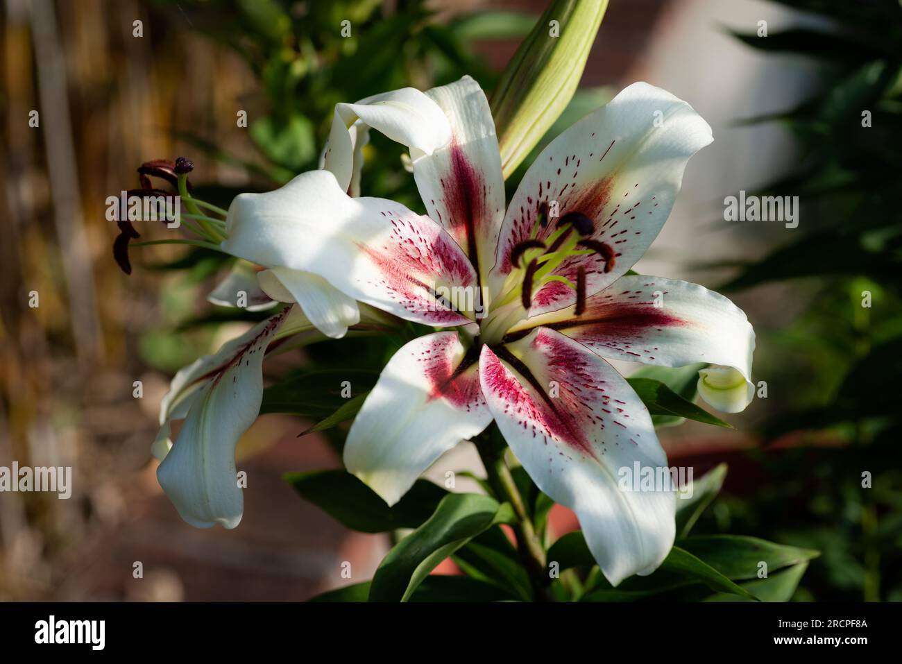 Lys géant hi-res stock photography and images - Alamy