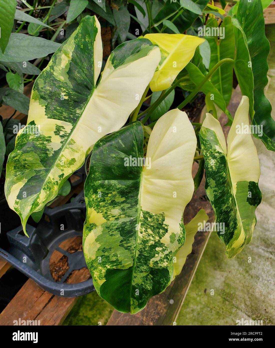 The yellow and green marbled leaf of Philodendron Burle Marx variegated ...