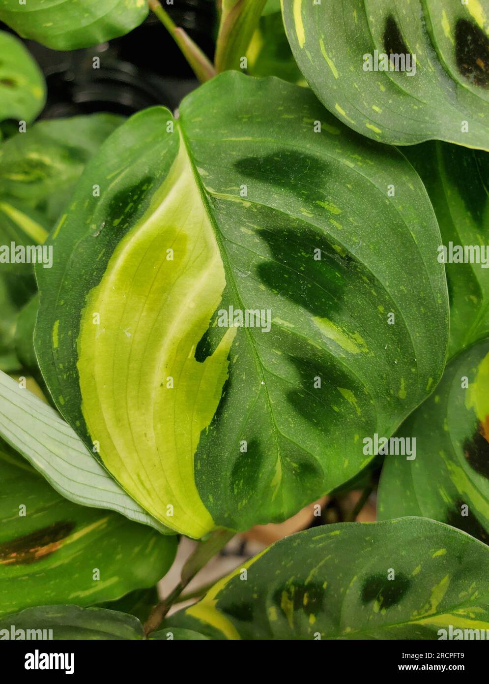 Vari hi-res stock photography and images - Alamy