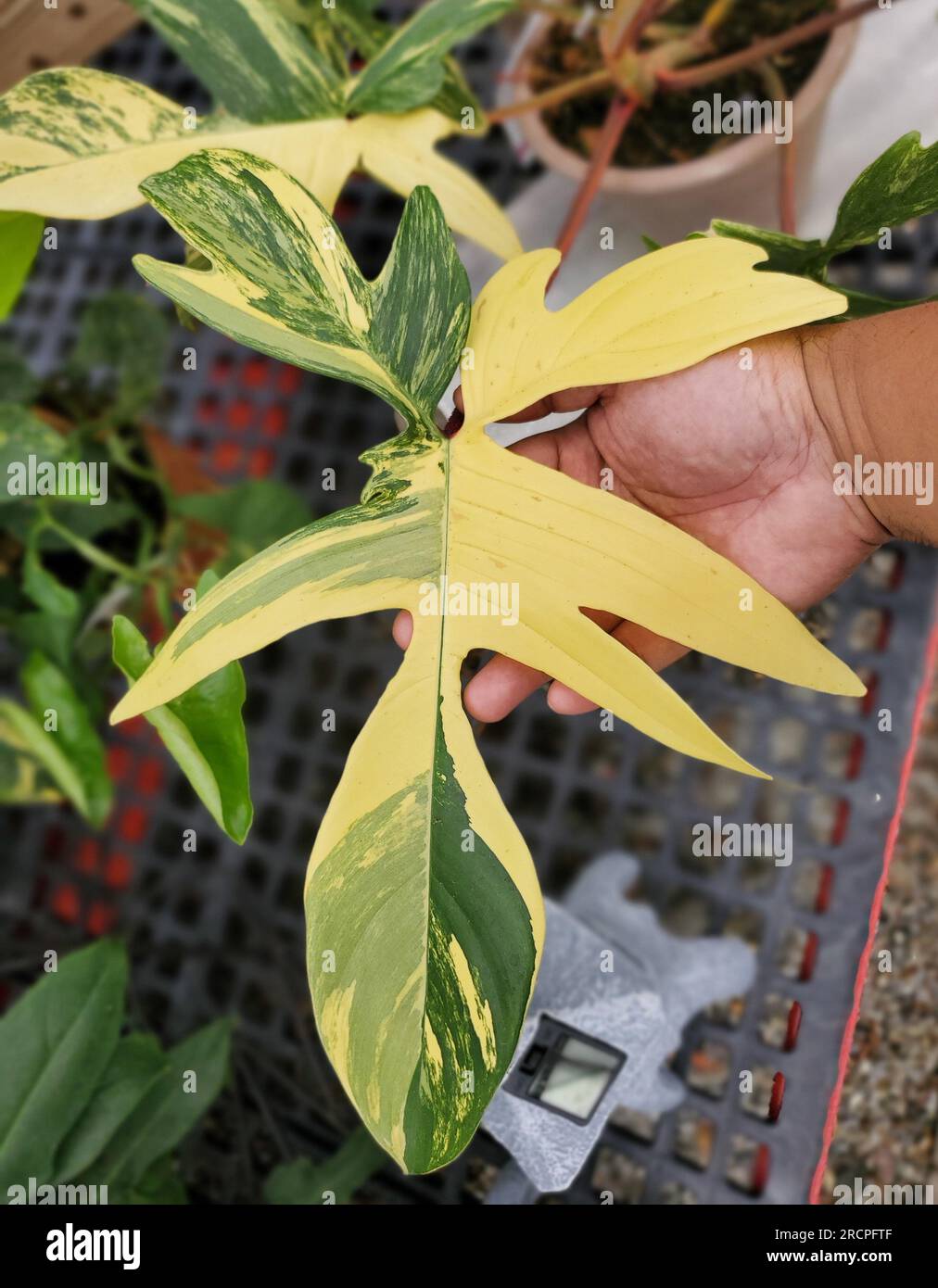 Beautiful leaf of Philodendron Florida Beauty variegated, a rare and ...