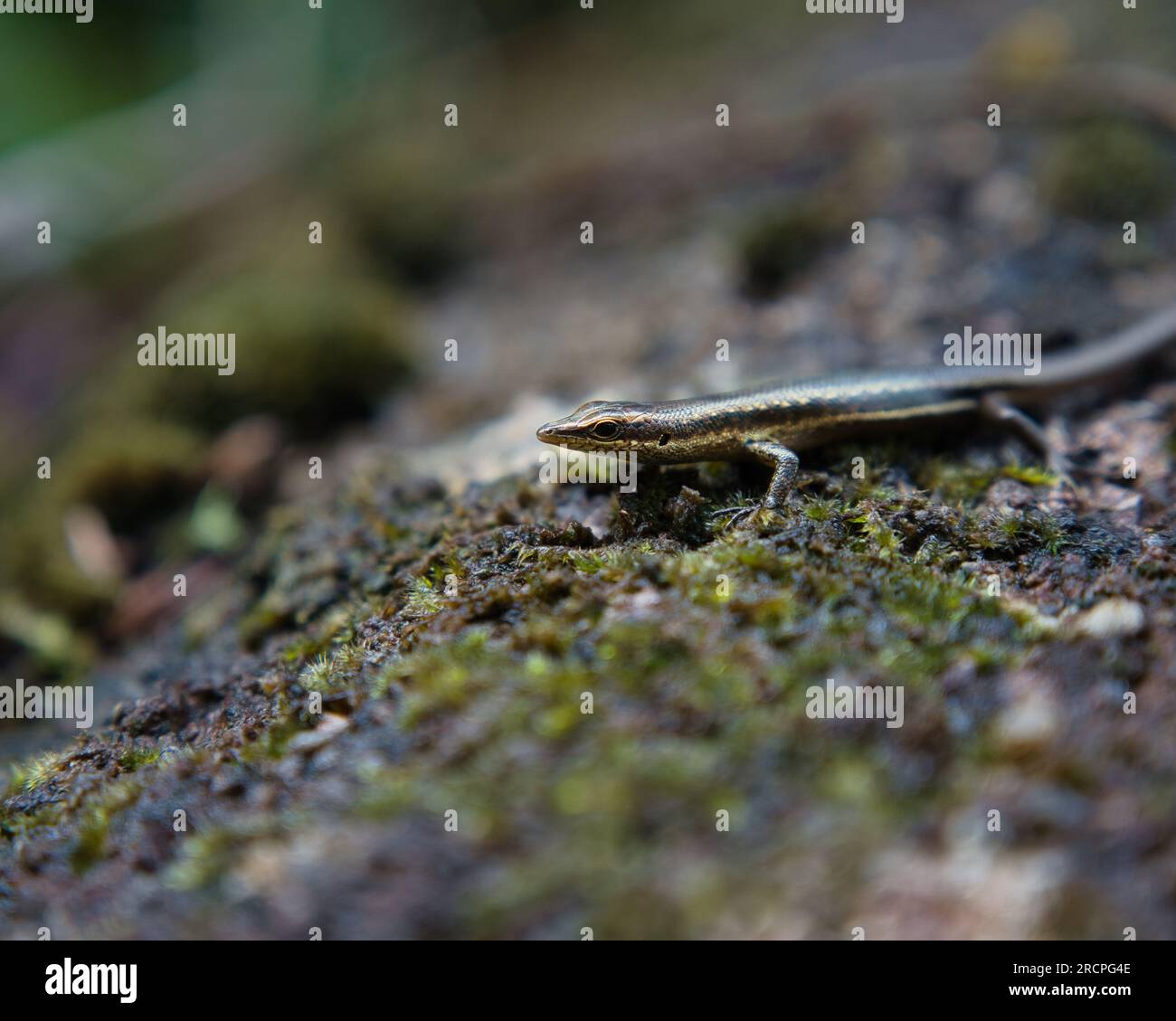 Tropical islands lizards hi-res stock photography and images - Alamy
