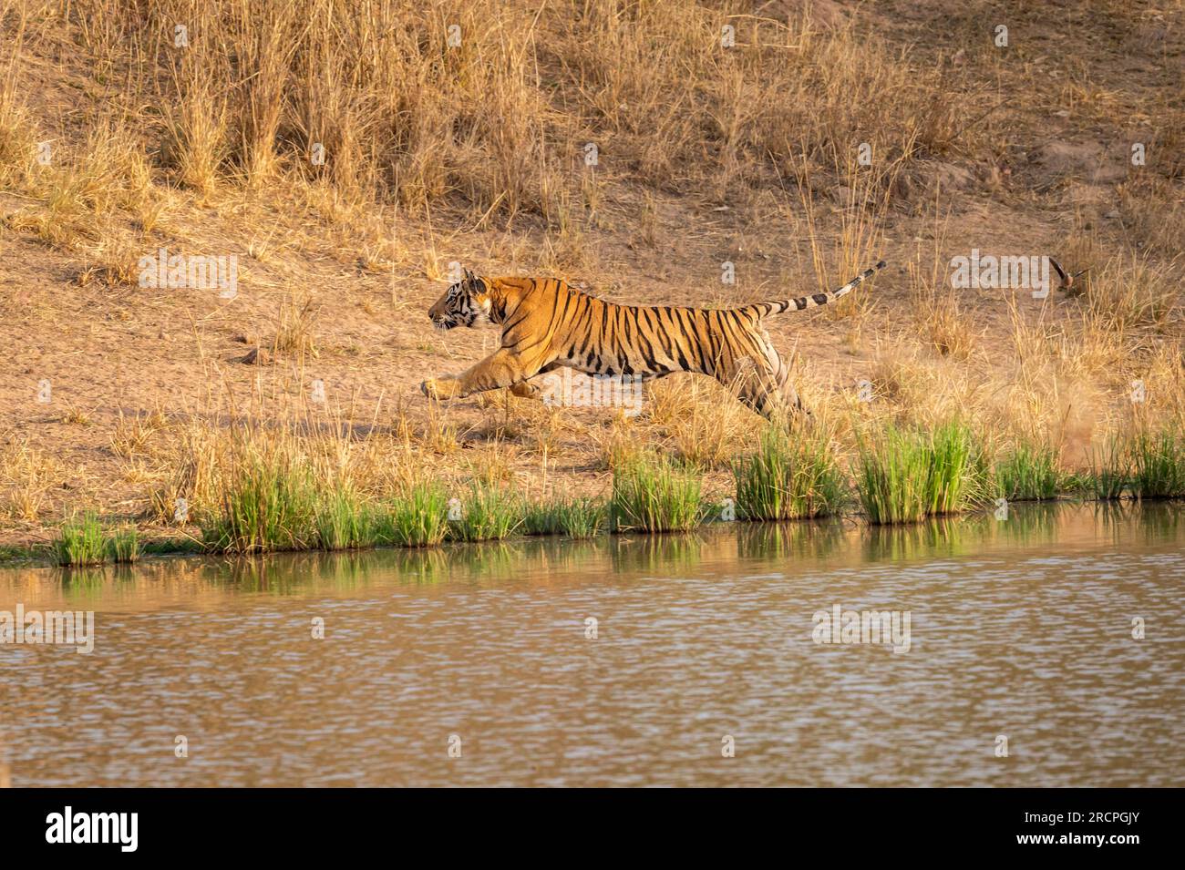 wild male bengal tiger or panthera tigris a hunter or predator chasing ...