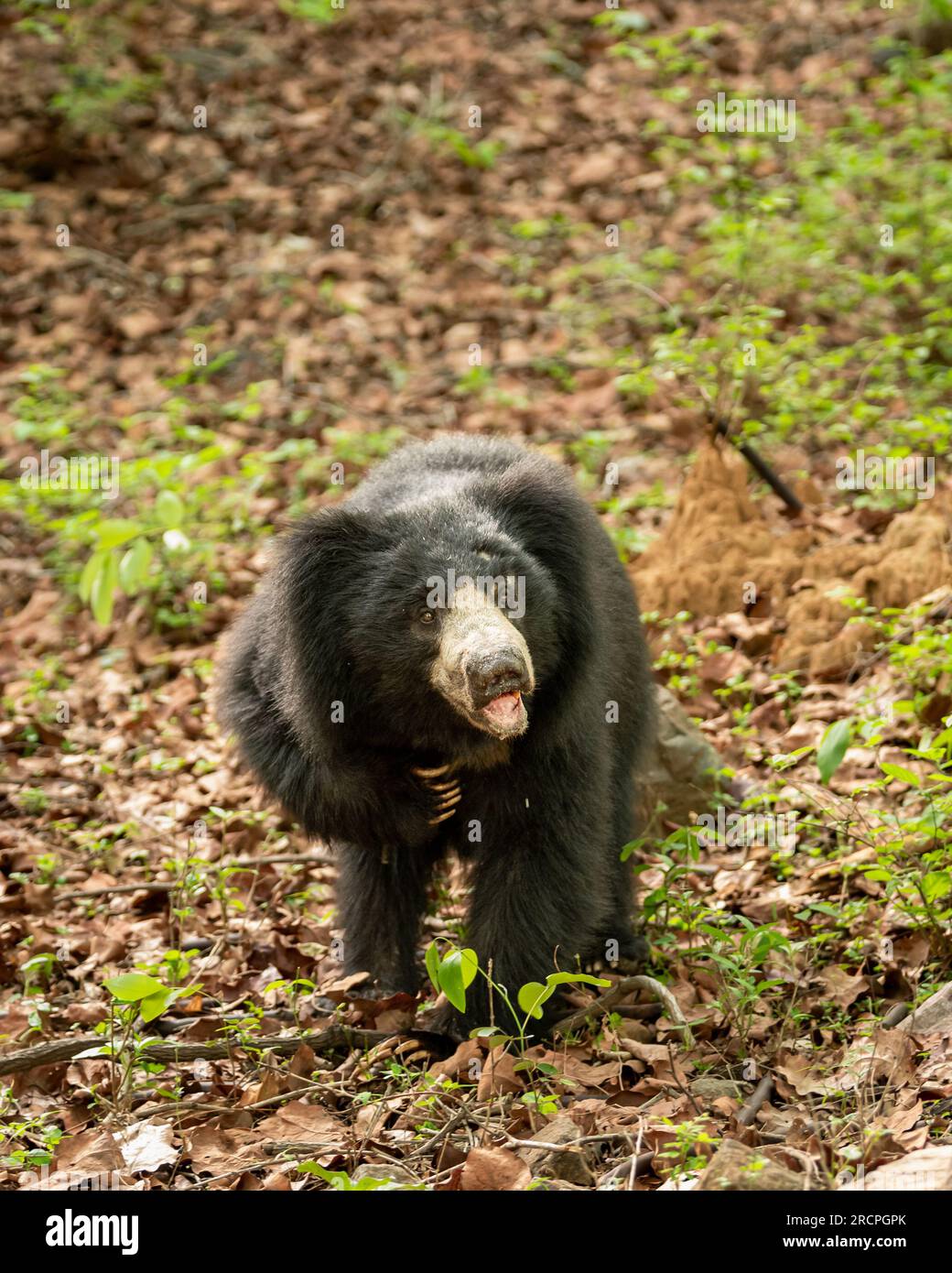 Sloth bear or Melursus ursinus or Indian bear closeup wild adult male ...